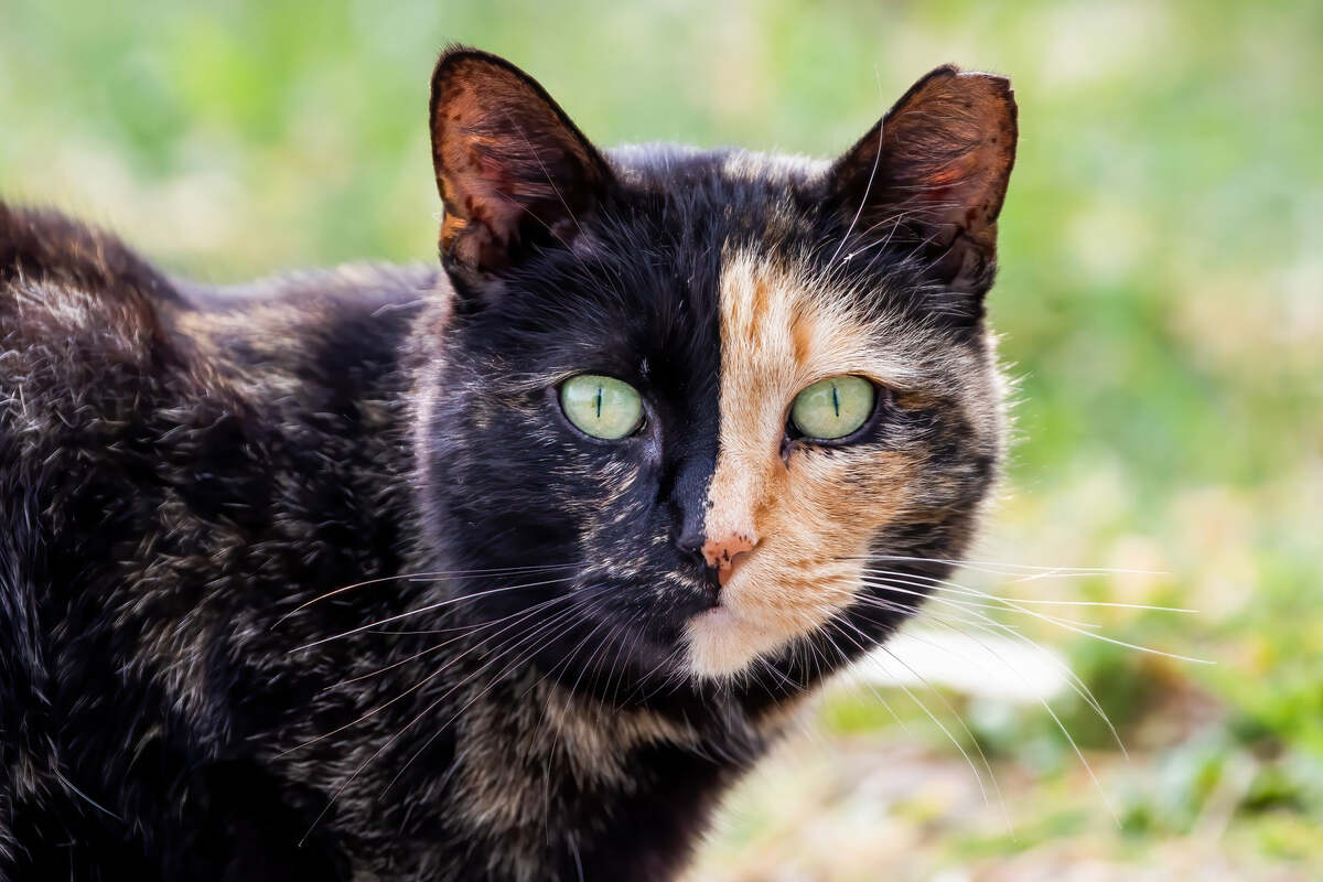 Il 17 febbraio è la Festa nazionale del Gatto, tutto su questi animali ...