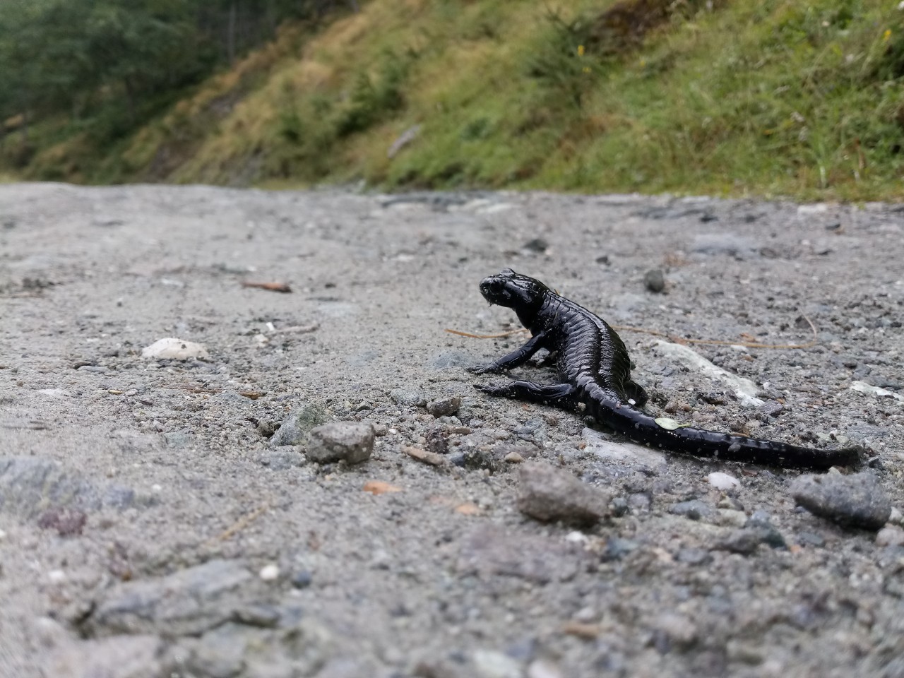 La sopravvivenza della salamandra lanzai è sempre più a rischio sulla ...