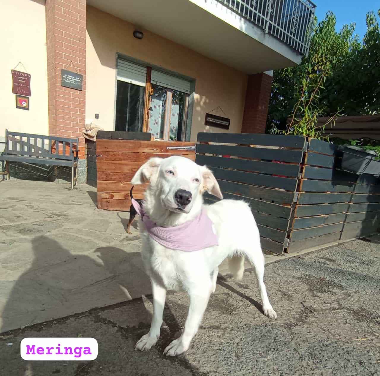 La storia di Meringa, cagnetta sorda che con lo sguardo cerca il suo ...