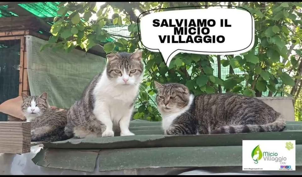 Micio Villaggio rischia di chiudere, una raccolta fondi per salvare i ...