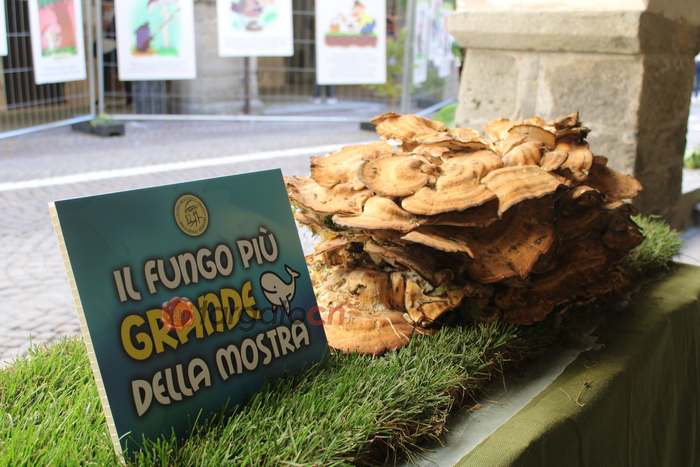 Entra nel vivo la 61^ edizione della Mostra del Fungo di Ceva [FOTO E ...