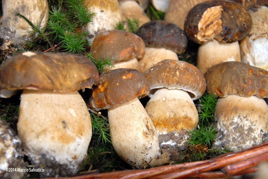 Ivrea, un corso per sapere tutto sui funghi - Torino Oggi