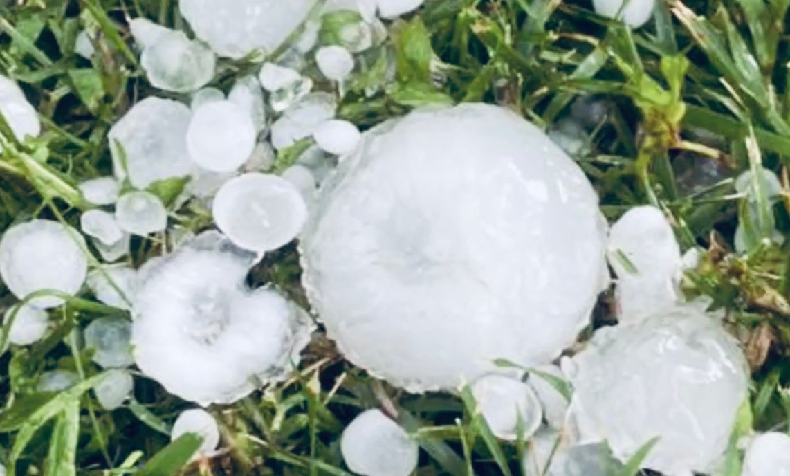 Grandinata in Piemonte, perso tra il 70% e il 100% del raccolto: Cirio ...