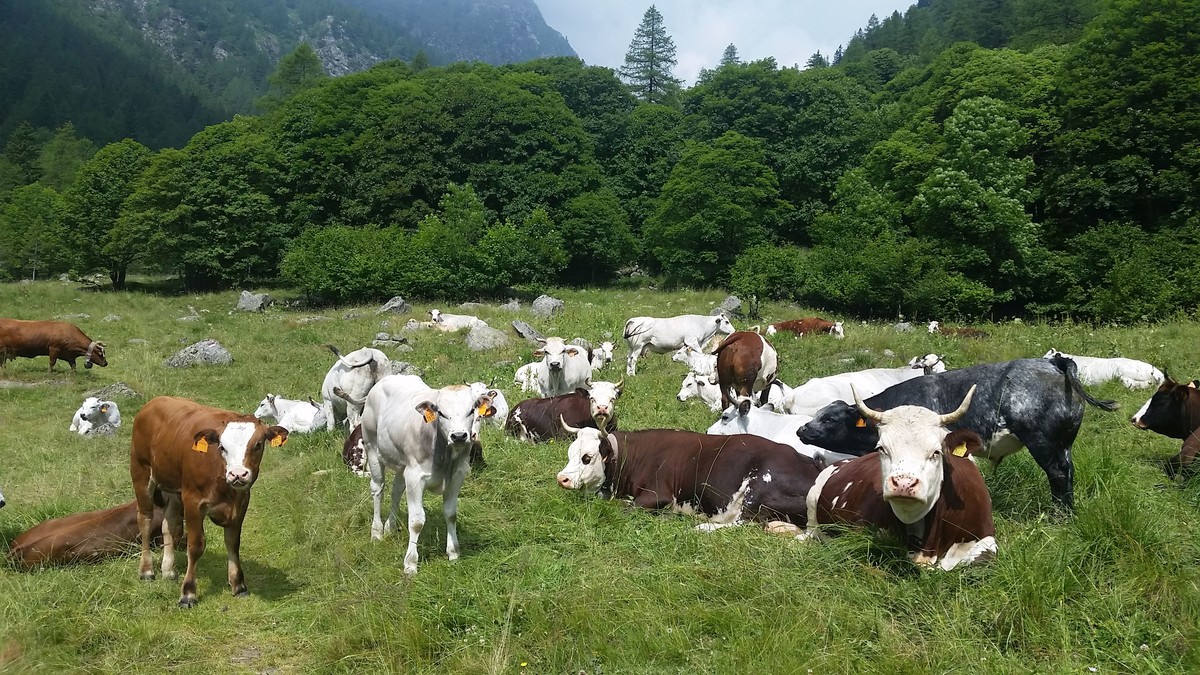 Il latte di mucca fa bene alla salute degli anziani: lo dicono anche ...