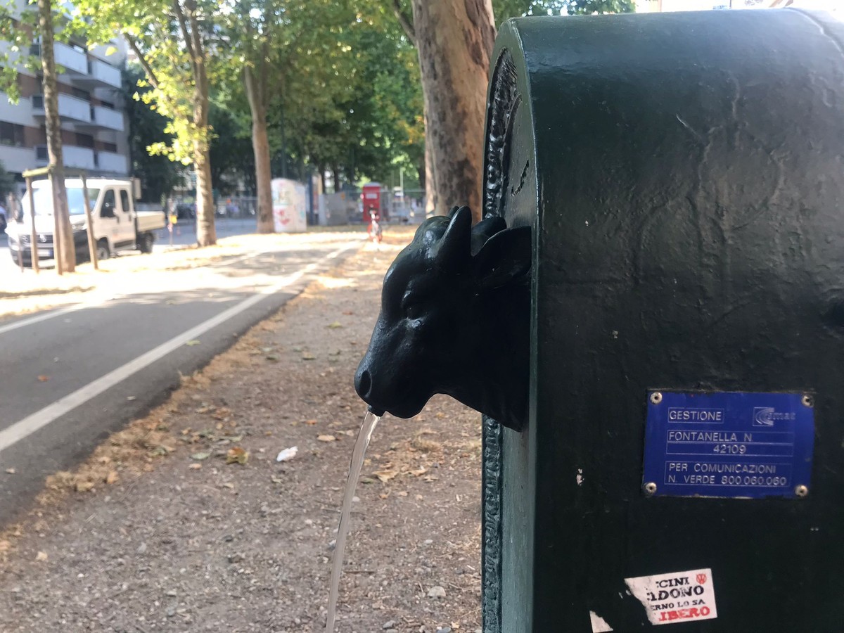 Oggi, 17 luglio, è la giornata mondiale del Toret - Torino Oggi