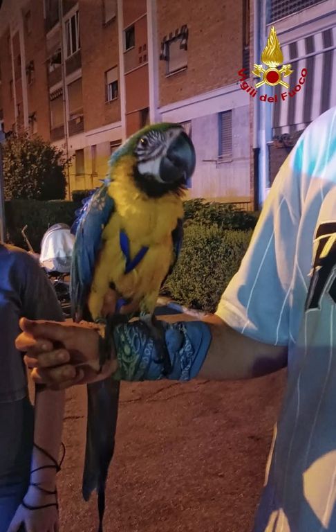 Pappagallo in fuga alle Vallette: lo recuperano i vigili del fuoco con ...